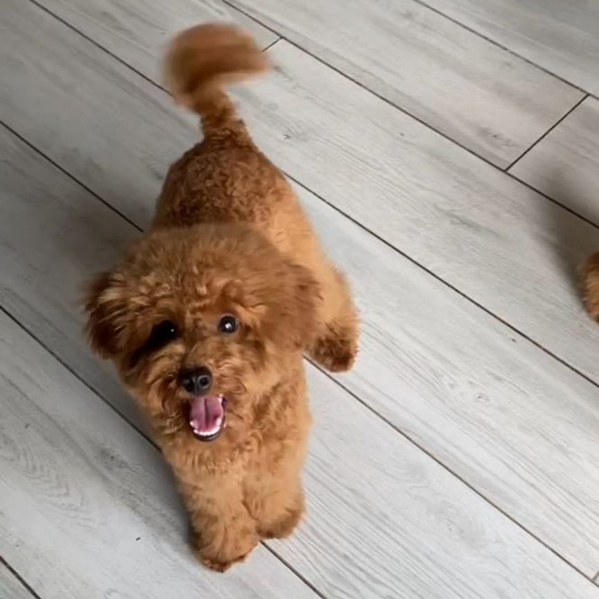 Пудель Кокос