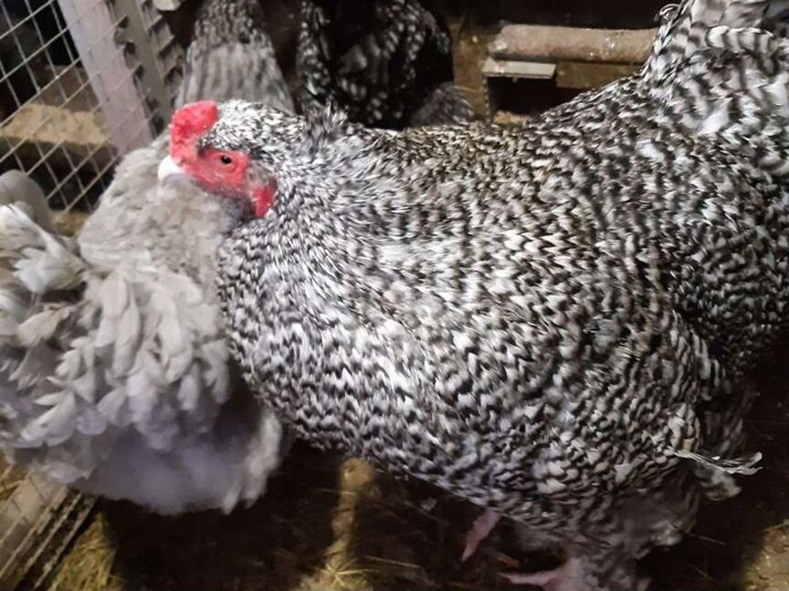 Породная птица