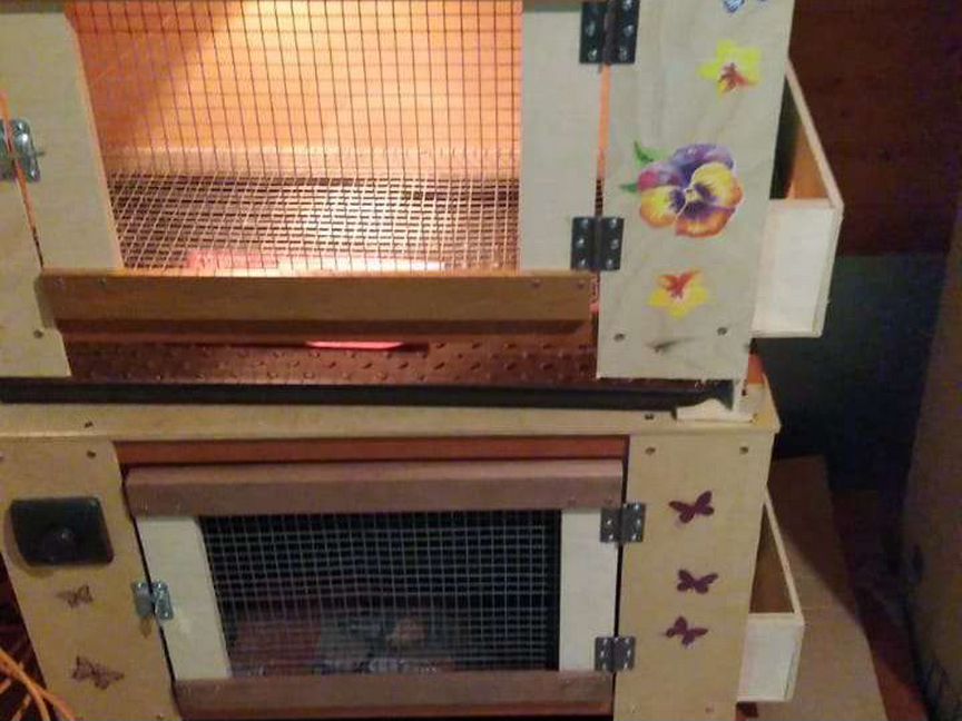 Отличный брудер для цыплят