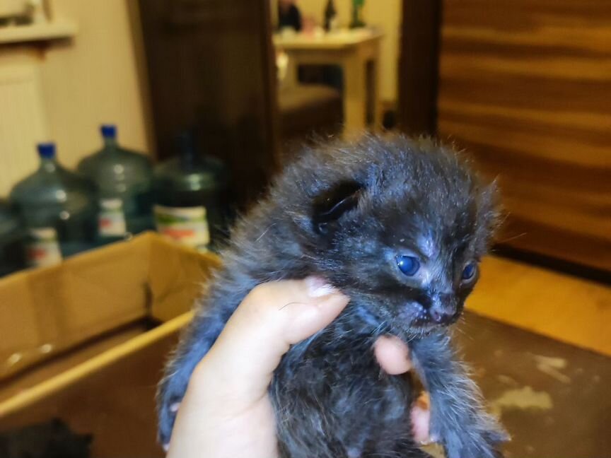 Котенок в дар