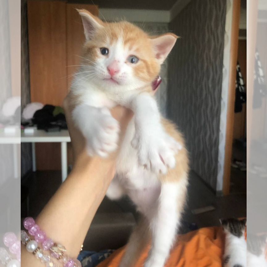 Продам двух котят полтора месяца