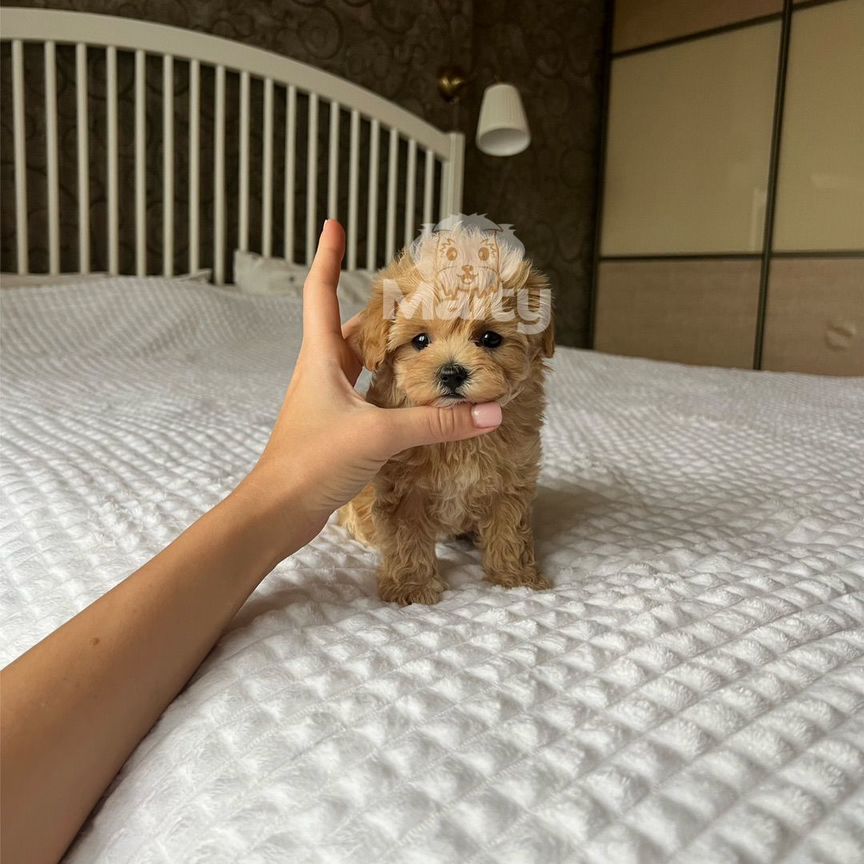 Мальтипу f1 mini девочка