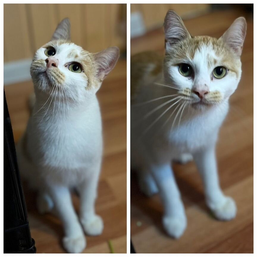 Рыжая кошечка хочет домой