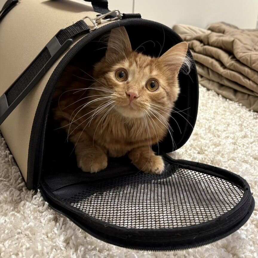 Переноска для животных