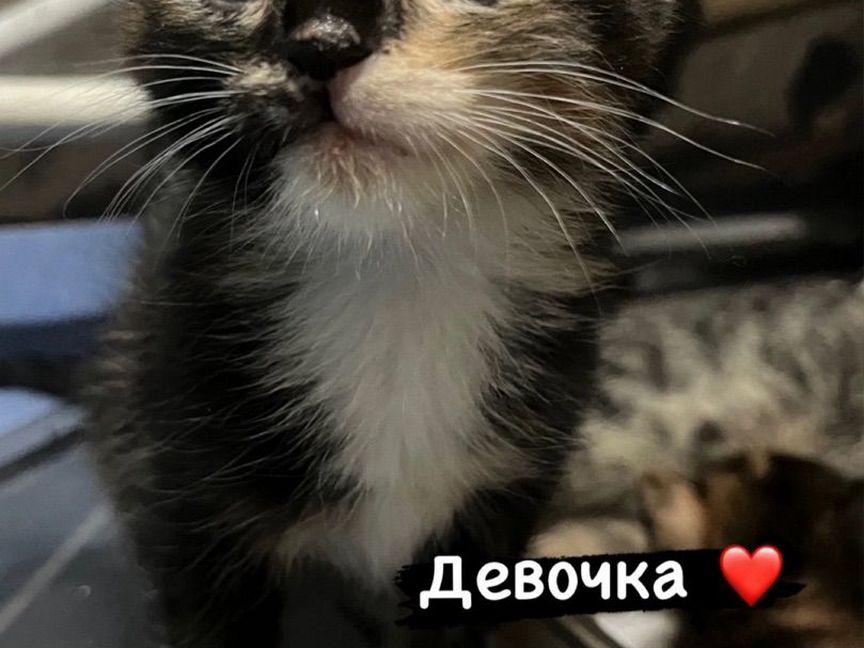 Котенок в добрые руки