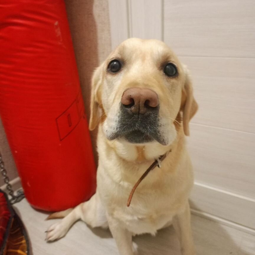 Лабрадор в хорошие руки