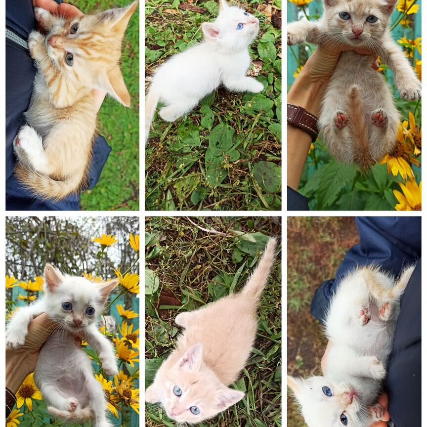 Котята в добрые руки