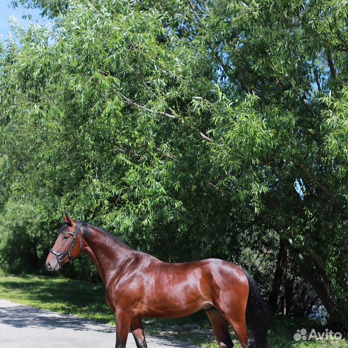 Русский верховой жеребец