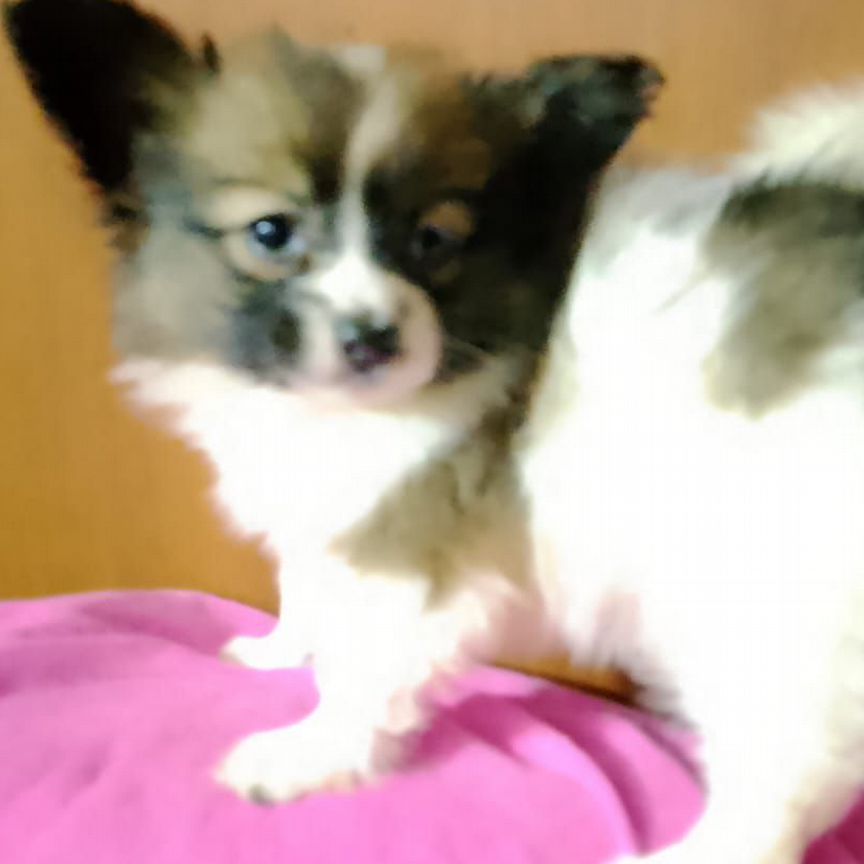 Континентальный той-спаниель папильон, щенок