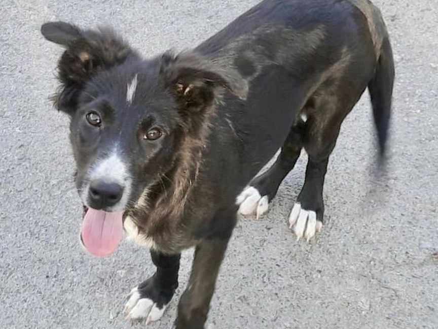 Классный щенулька в дар