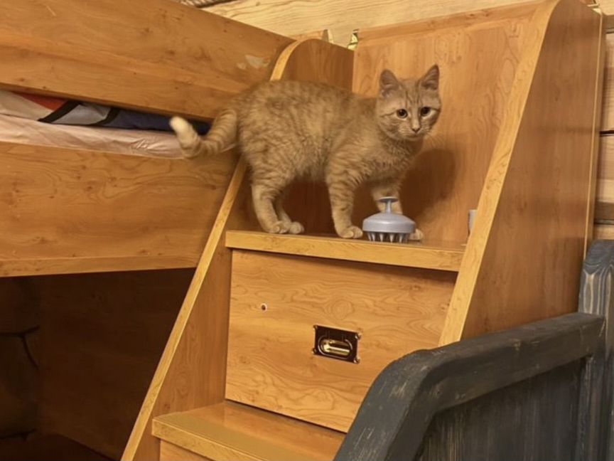 Рыжий котенок