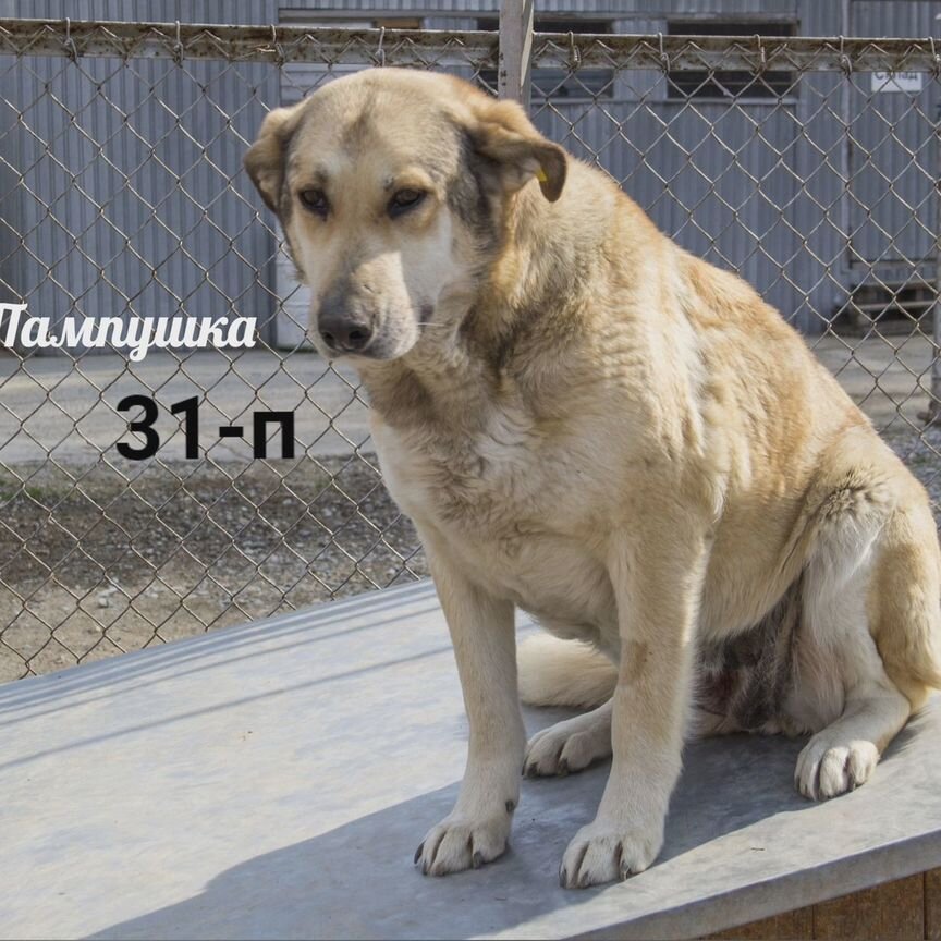 Пампушка ищет дом