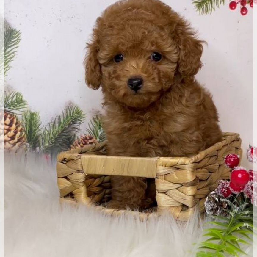 Той-пудель, щенок