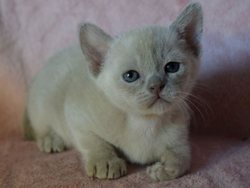 Бурма котята с документами