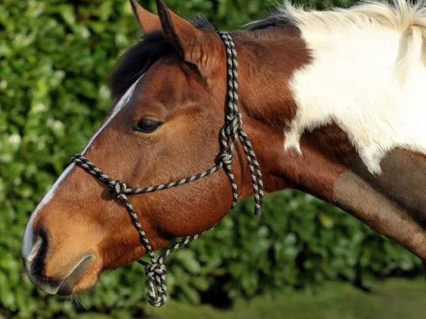 Веревочный недоуздок