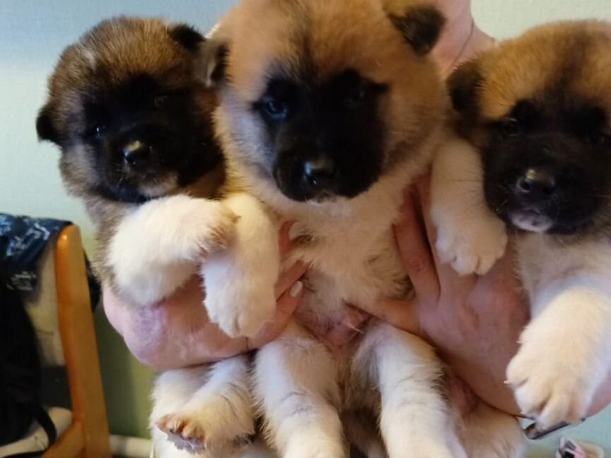 Щенки американской акиты