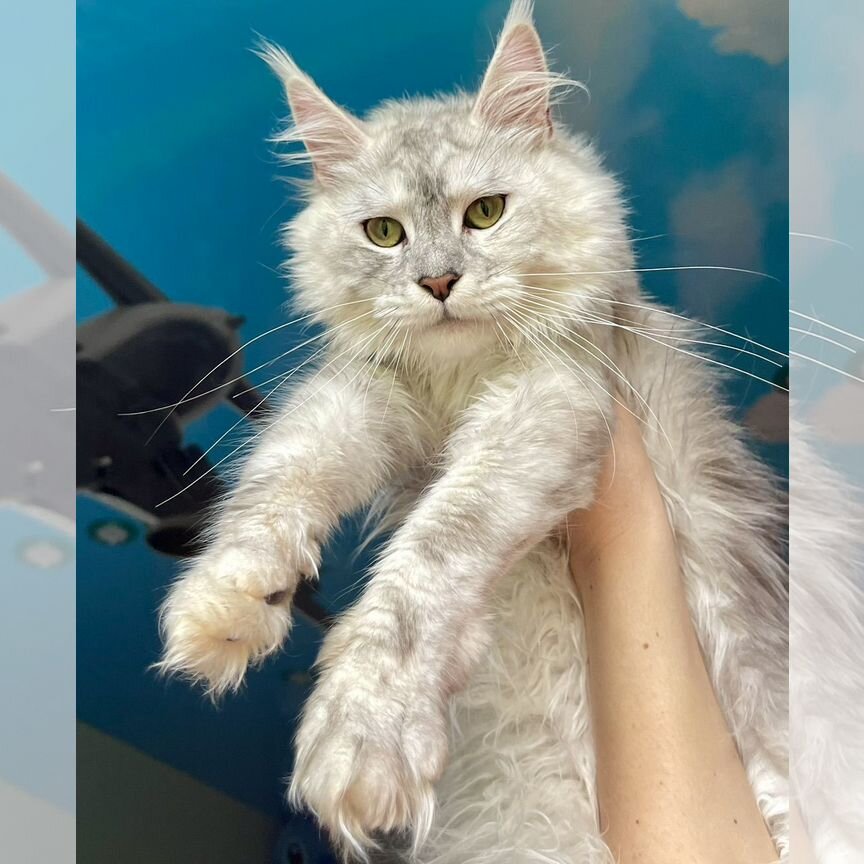 Котята мейн-кун серебро
