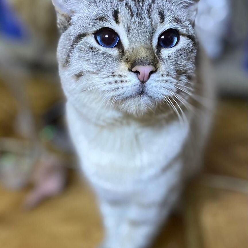 Тайский кот ищет дом