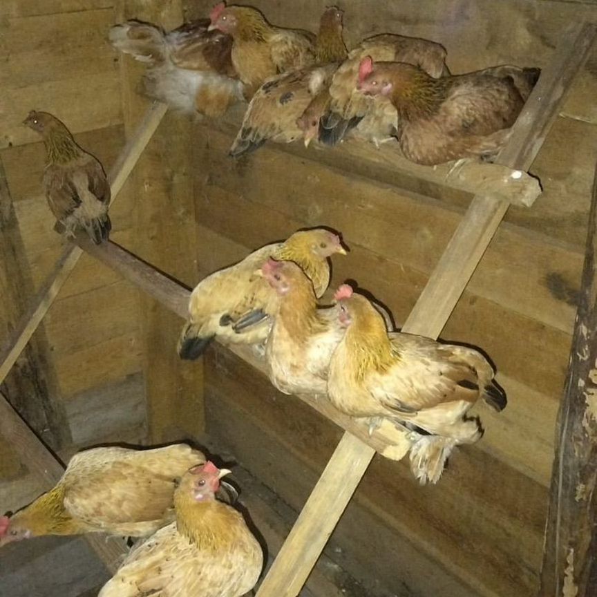 Куры бентамки