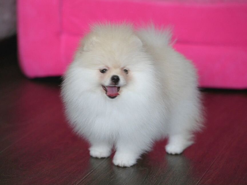 Кремовый брутал