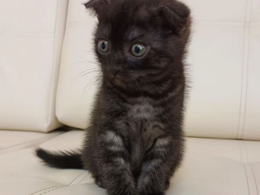 Котёнок манчкин/кинкалоу