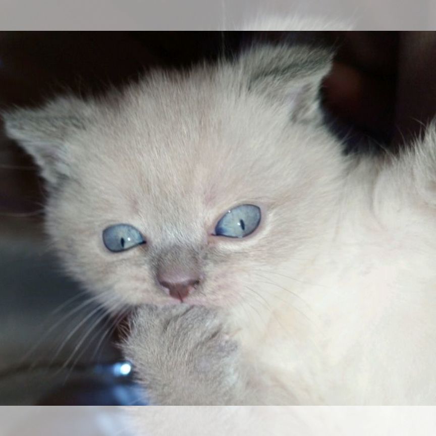 Шотландские котята