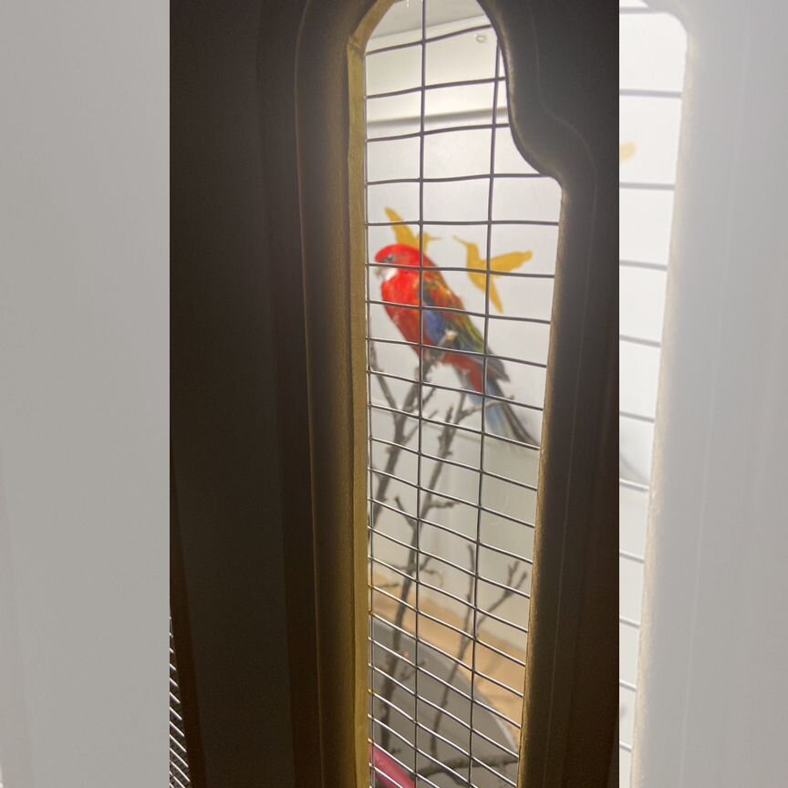 Попугай красная розелла