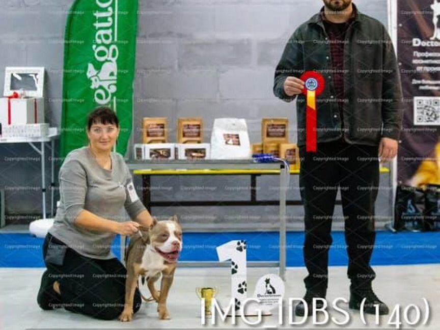 Американский булли вязка