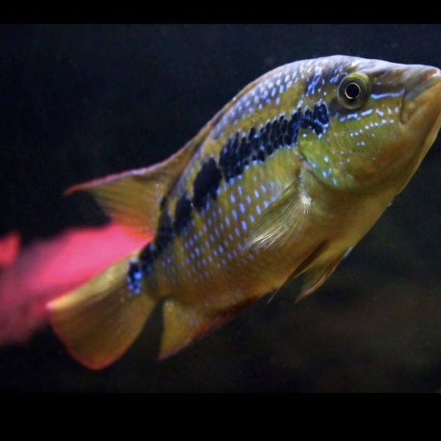 Цихлазома сальвини