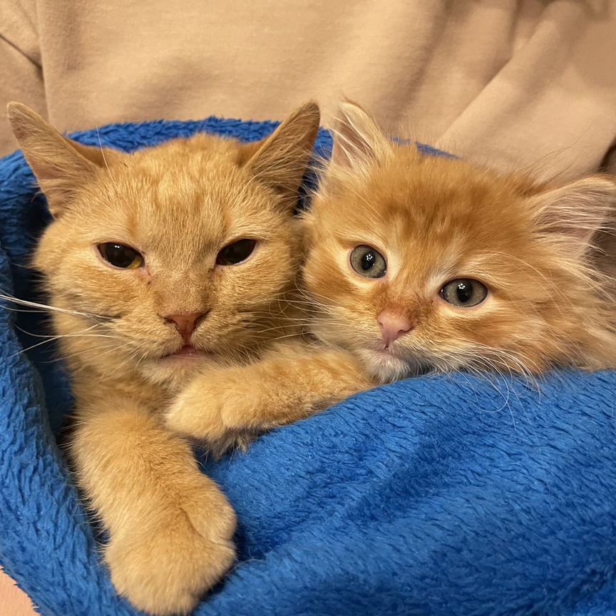 Котята в добрые руки