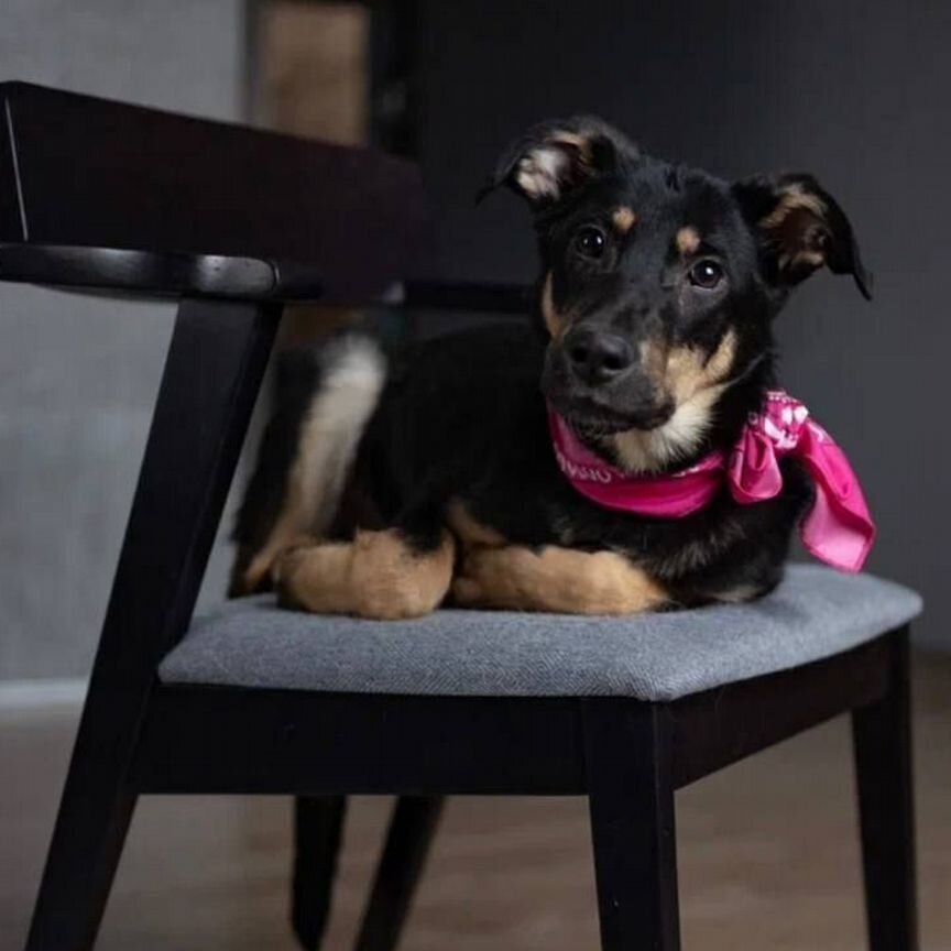 Щенок в добрые руки