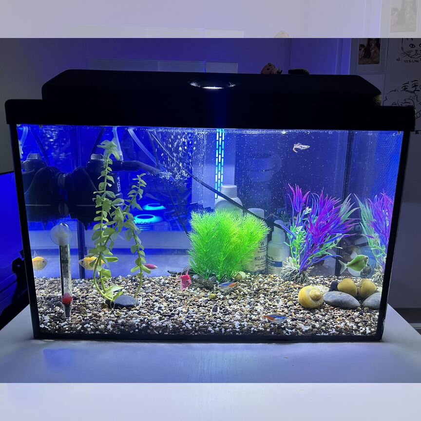 Аквариум 25 литров с рыбами