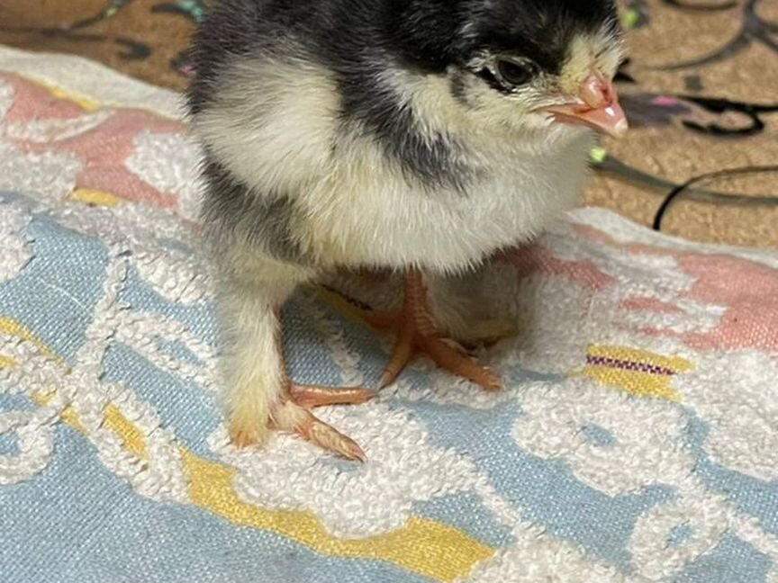 Цыплята маран (пасхальное яйцо)