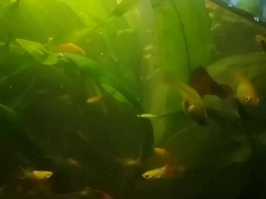 Аквариумные рыбки гуппи