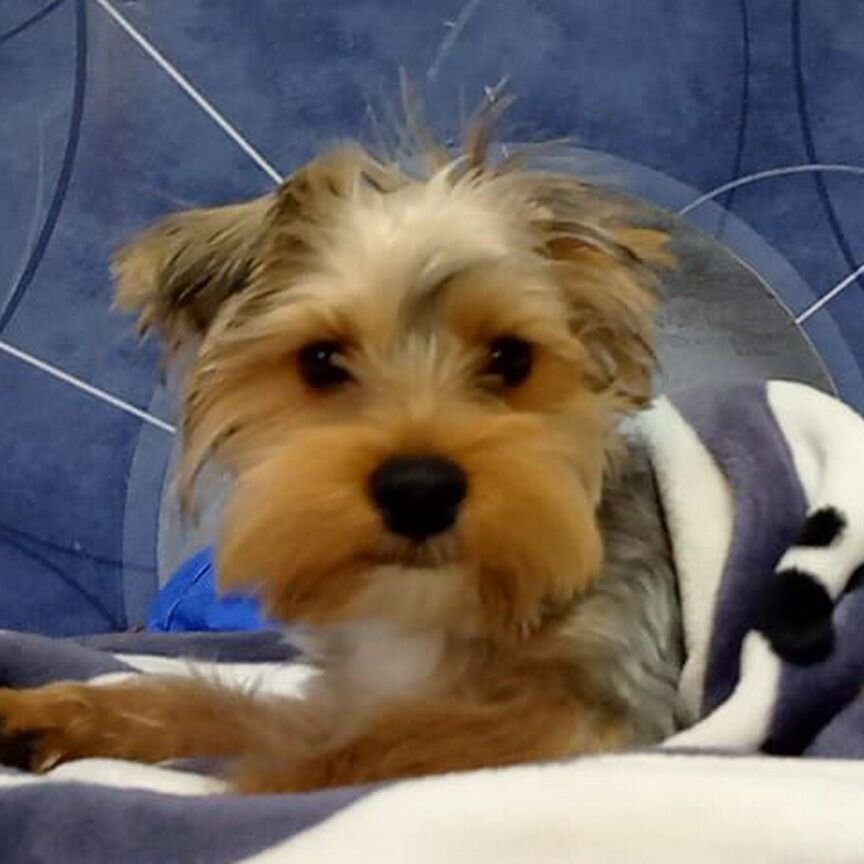 Йоркширский терьер