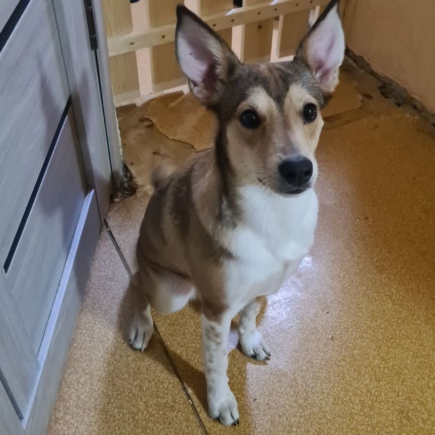 Вязка. Шикарный молодой кобель