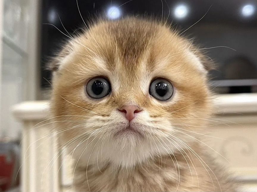Элитный вислоухий кот Шоколадное золото by25