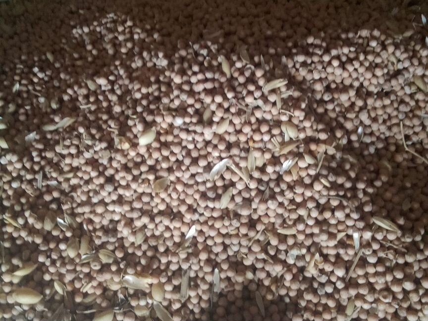 Нут кормовой