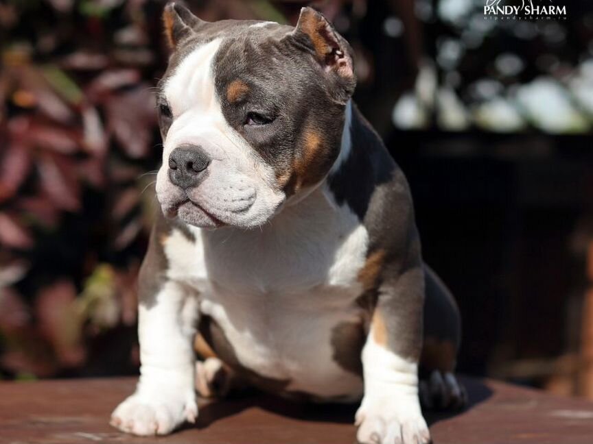 Американские Булли девочки. Без гена агрессии