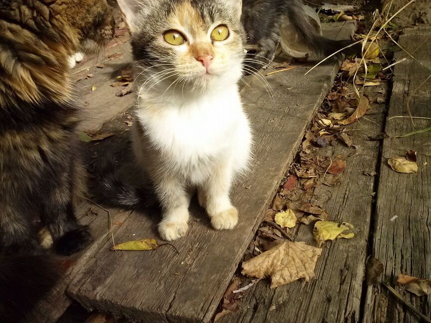 Кошки в добрые руки