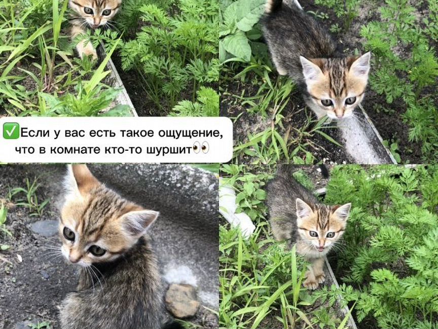 Котят,приносящих счастье и удачу,хотели)