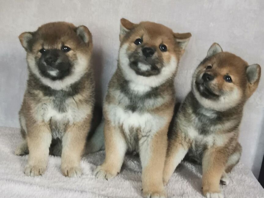 Щенки Сиба ину