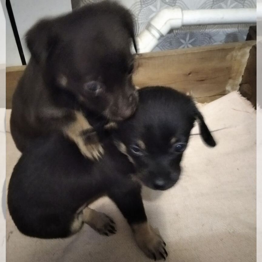 Щенки тойтерьера