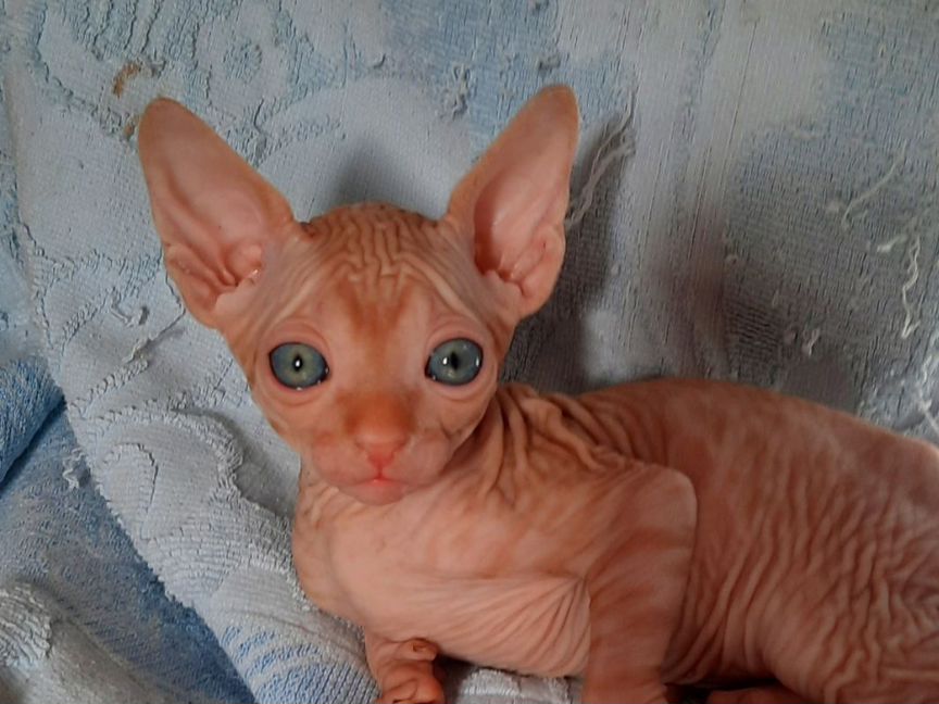 Канадский сфинкс котенок