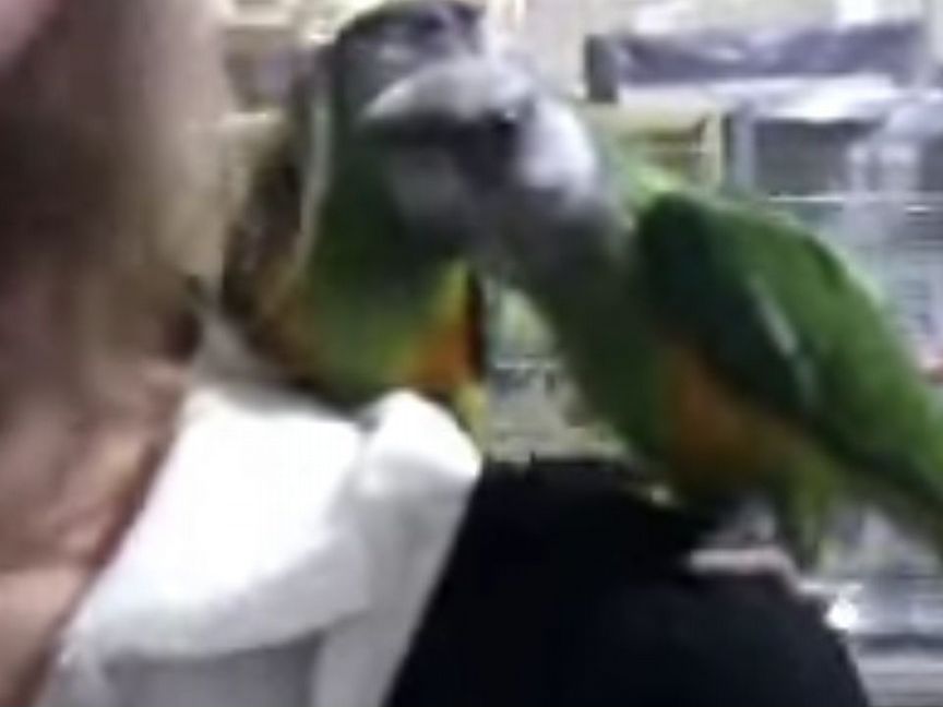 Сенегальский попугай