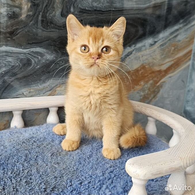 Британская красная (рыжая) девочка