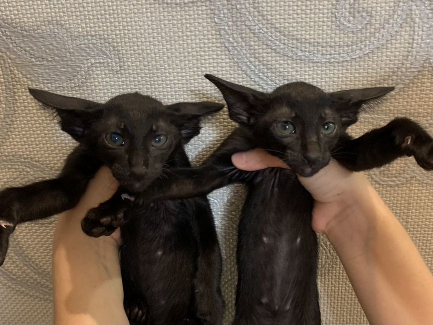 Ориентальные котята чистокровные