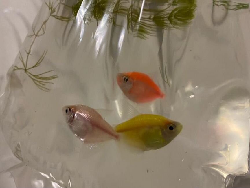 Аквариум вместе с рыбками "Карамелька"