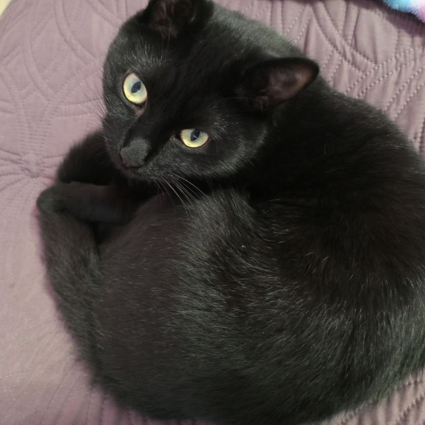 Кот