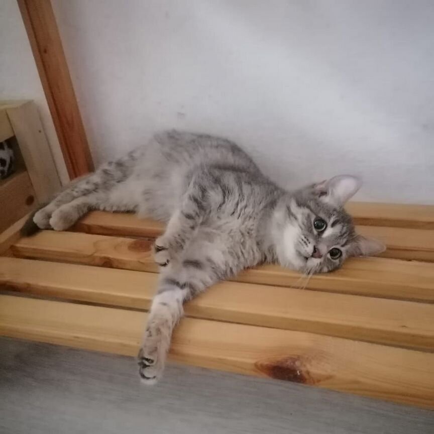 Кошечка в хорошие руки